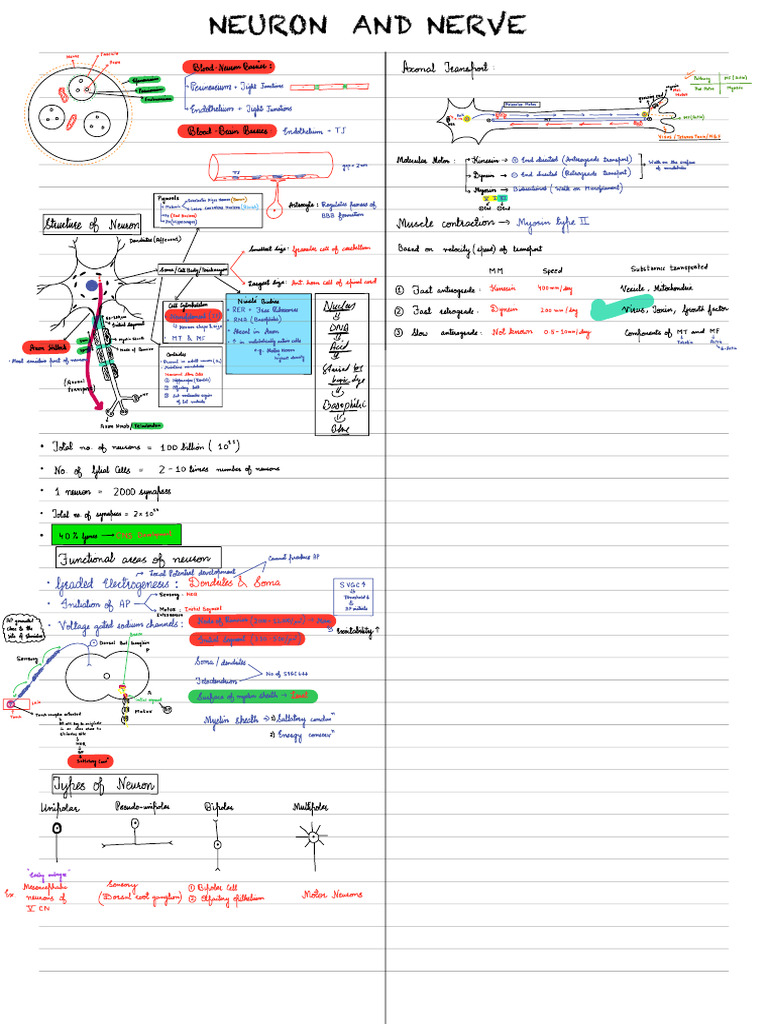 Nerve Physiology | PDF