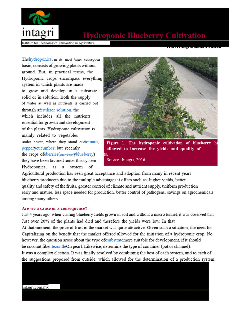 Hydroponic Blueberry Cultivation | PDF | Hydroponics | Agriculture