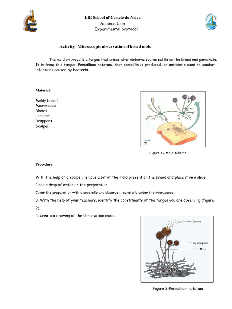 Microscopic Observation of Bread Mold | PDF
