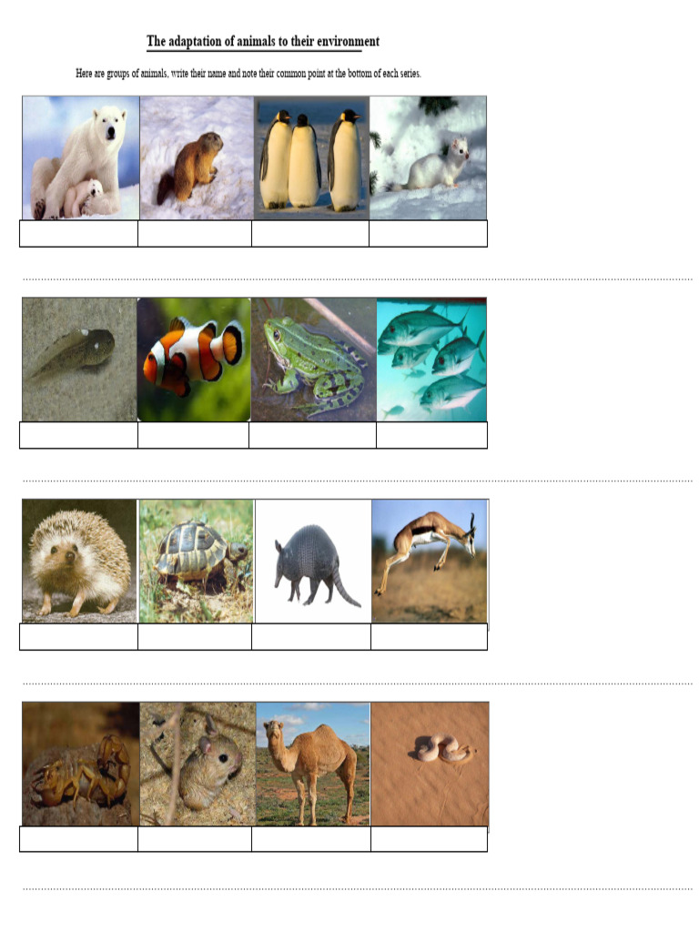 Exercise The Adaptation of Animals To Their Environment | PDF