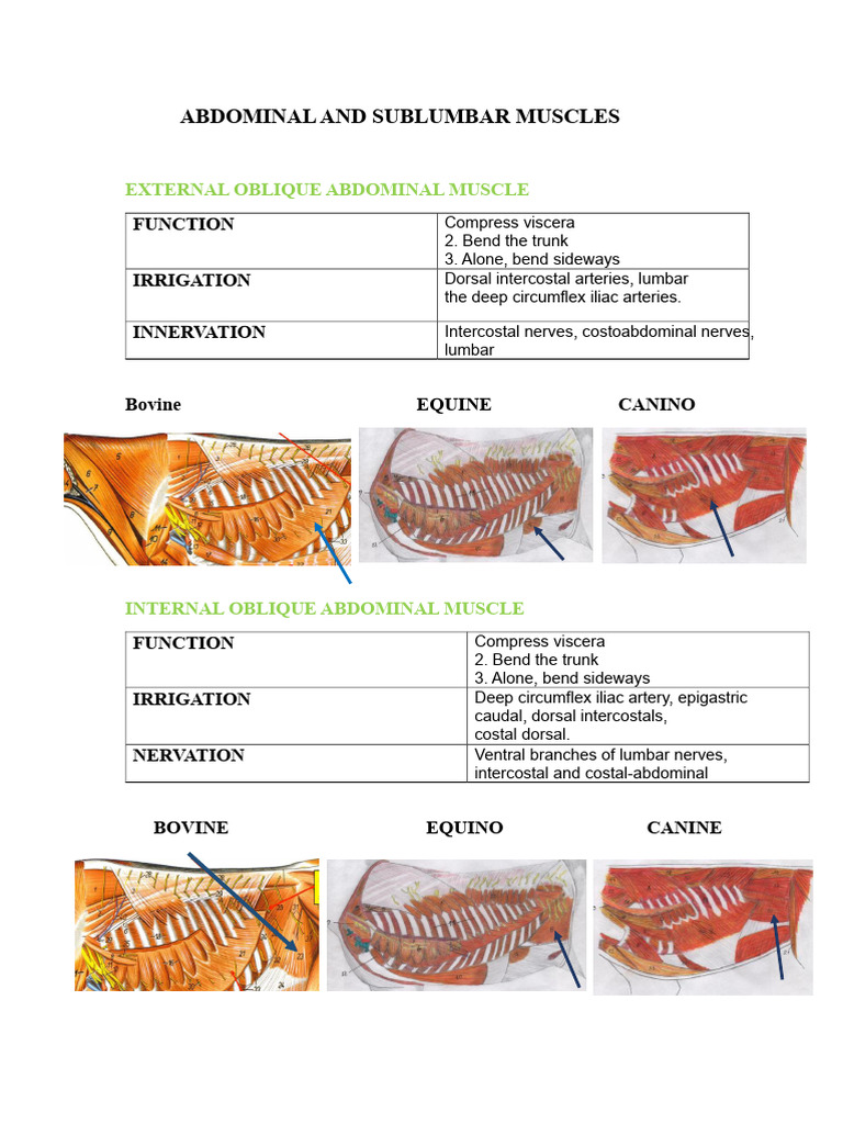 Abdominal and Sublumbar Muscles | PDF | Abdomen | Pelvis