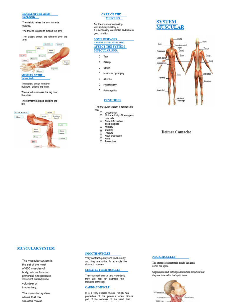 Overview of the Muscular System | PDF | Muscle | Skeletal Muscle