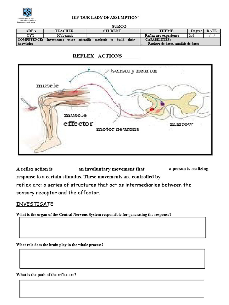 2nd EXPERIENCE REFLEX ACTION | PDF | Stimulus (Physiology) | Mental ...