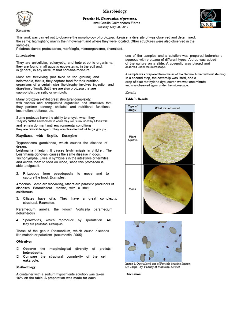 Practice 10 Observation of protozoa | PDF | Protozoa | Biology