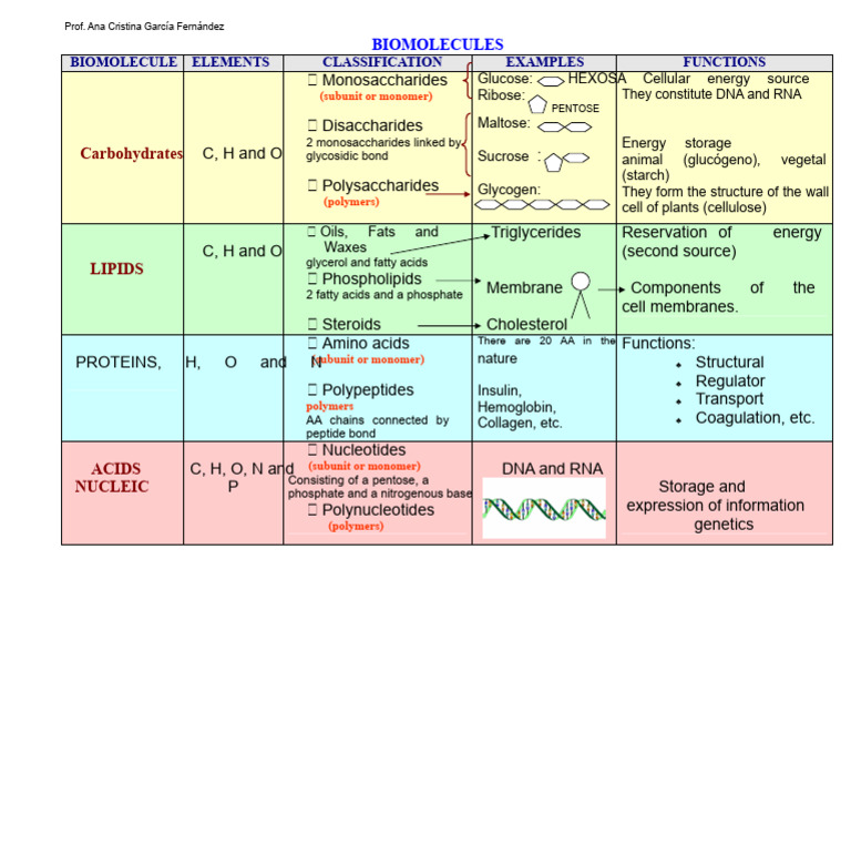 Biomolecules: Types and Functions Explained | PDF | Biomolecules ...
