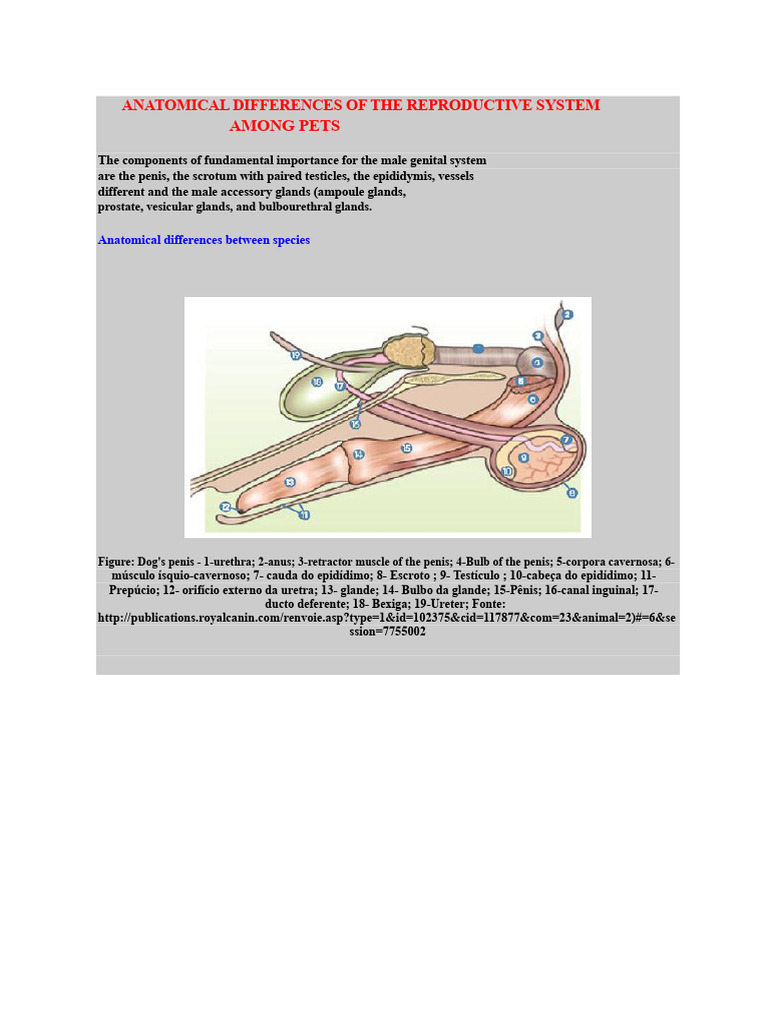 Reproductive System Anatomy in Pets | PDF | Testicle | Mammal ...