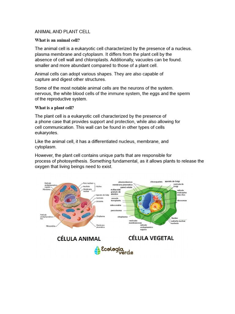 Animal vs. Plant Cells Explained | PDF | Cell (Biology) | Grammatical ...