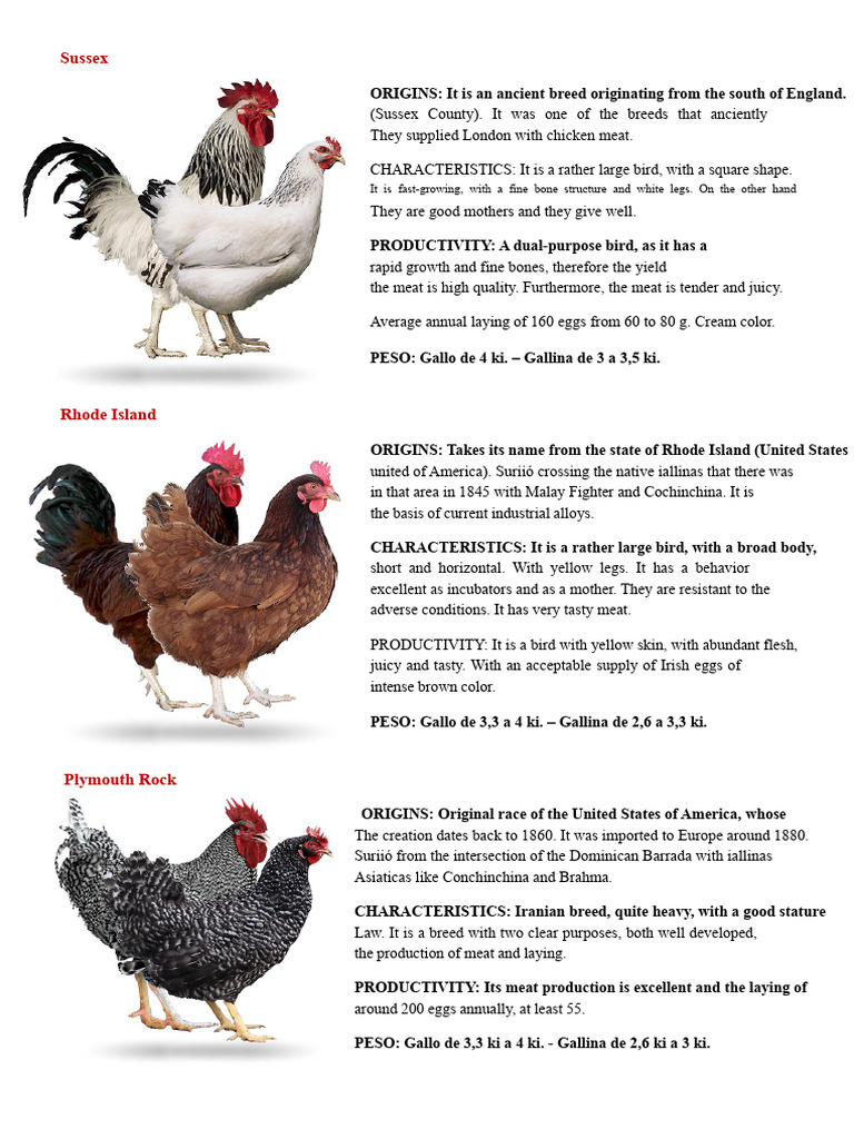 Chickens. Characteristics and details for purchase | PDF | Chicken | Birds