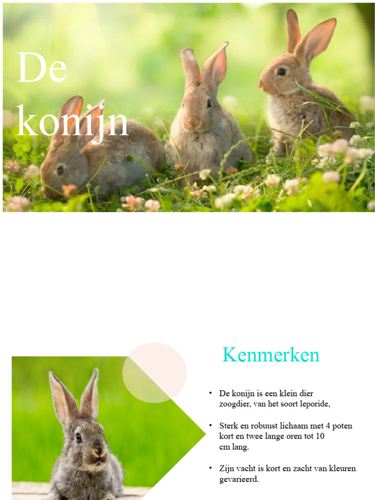 De Konijn | PDF