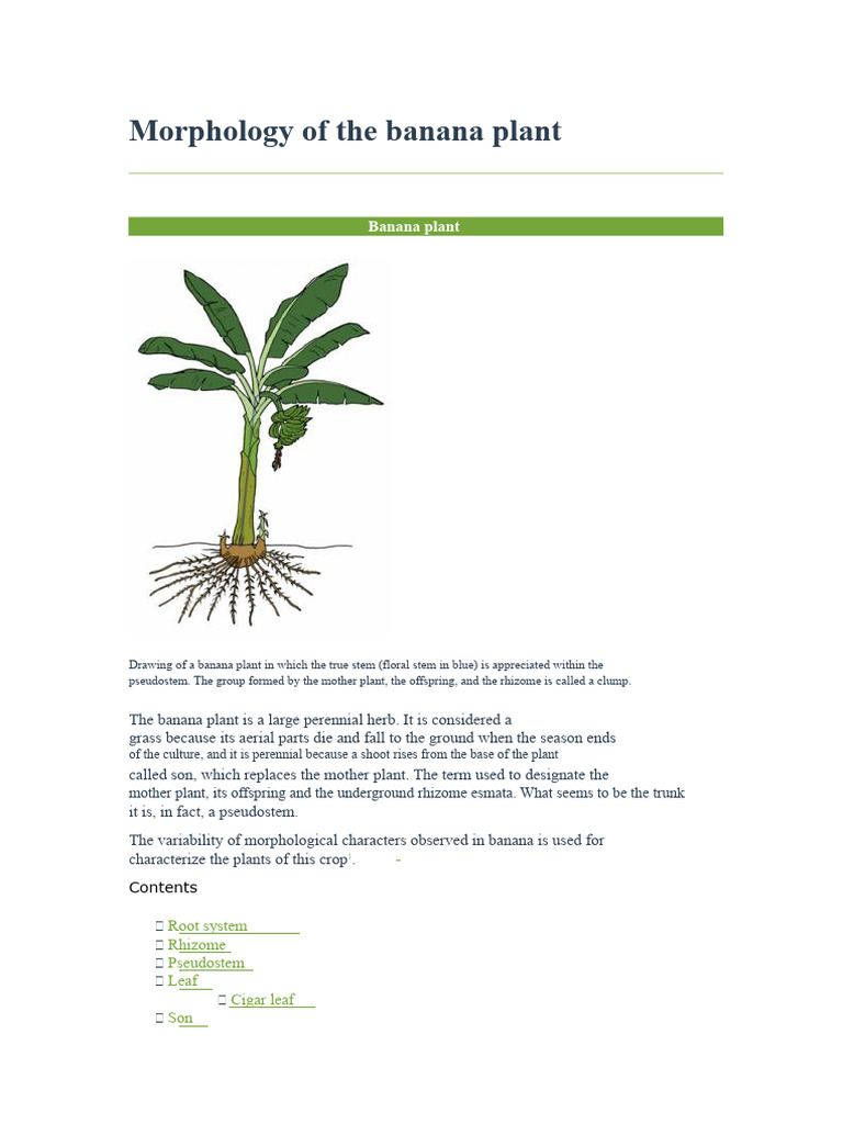 Morphology of The Banana Plant | PDF | Flowers | Fruit