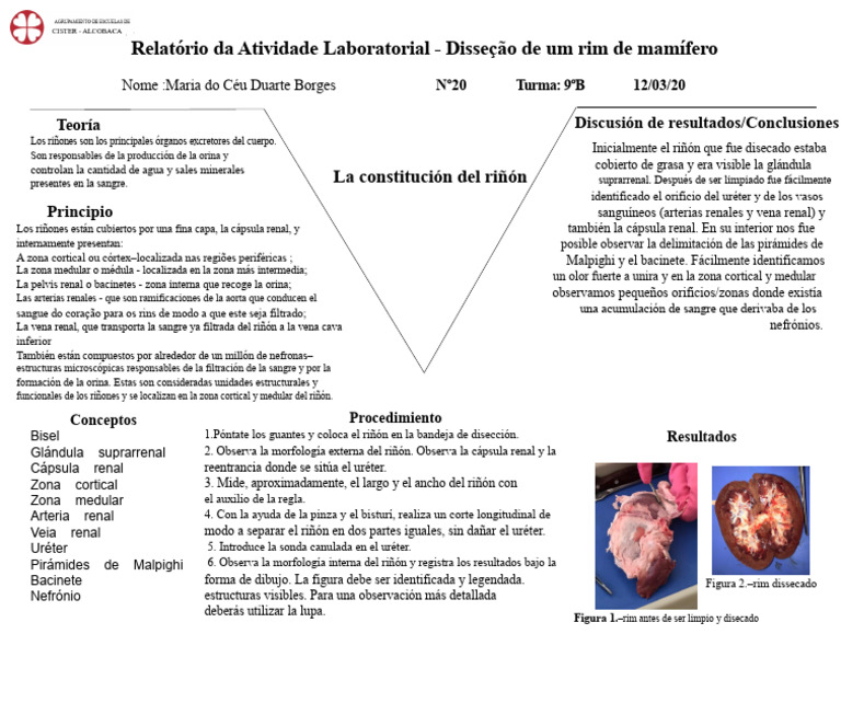Disecando el Riñón de Mamífero: Análisis | PDF | Riñón | Fisiologia Animal