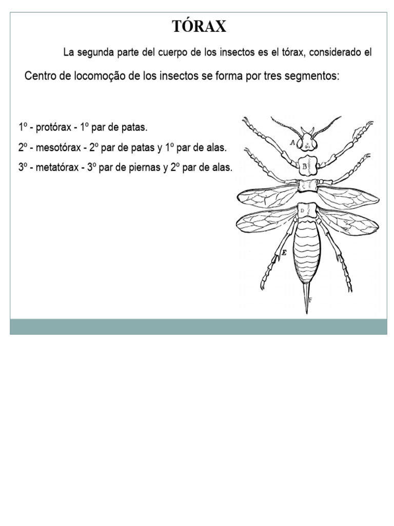 Estructura y Tipos de Tórax en Insectos | PDF | Insectos | Artrópodos