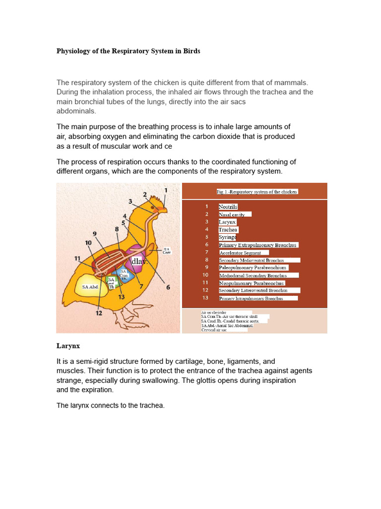 Bird Respiratory System Physiology | PDF | Respiratory System | Lung