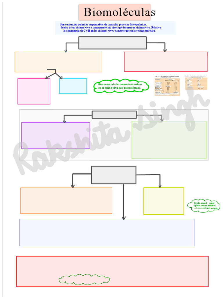 mapa mental de biomoléculas | PDF