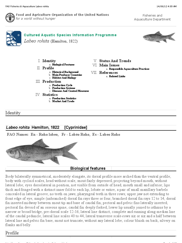 FAO Fisheries & Aquaculture Labeo Rohita | PDF | Anatomical Terms Of ...