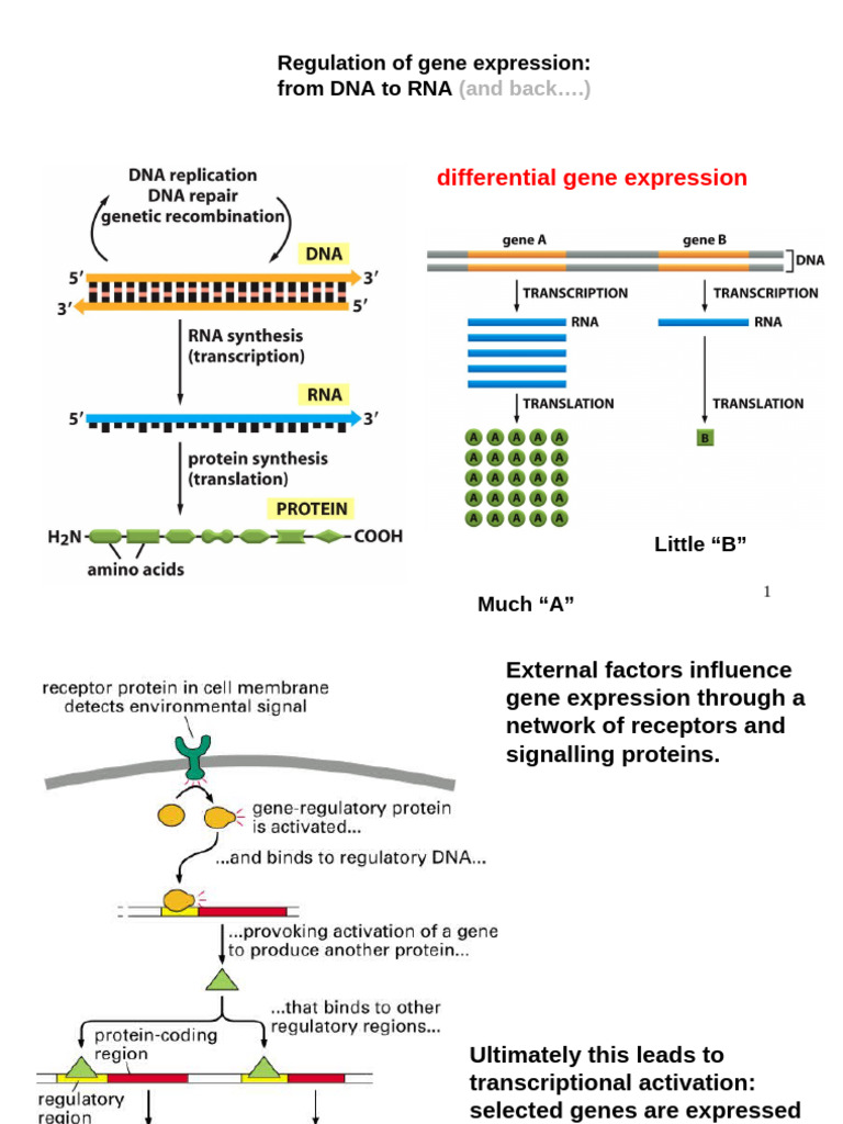 BMS-block 3 RNA Gene Expression 2022MH | PDF | Gene Expression ...