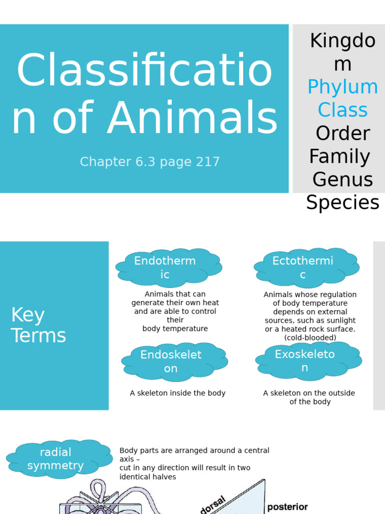 Animal Classification Overview | PDF | Sponge | Zoology