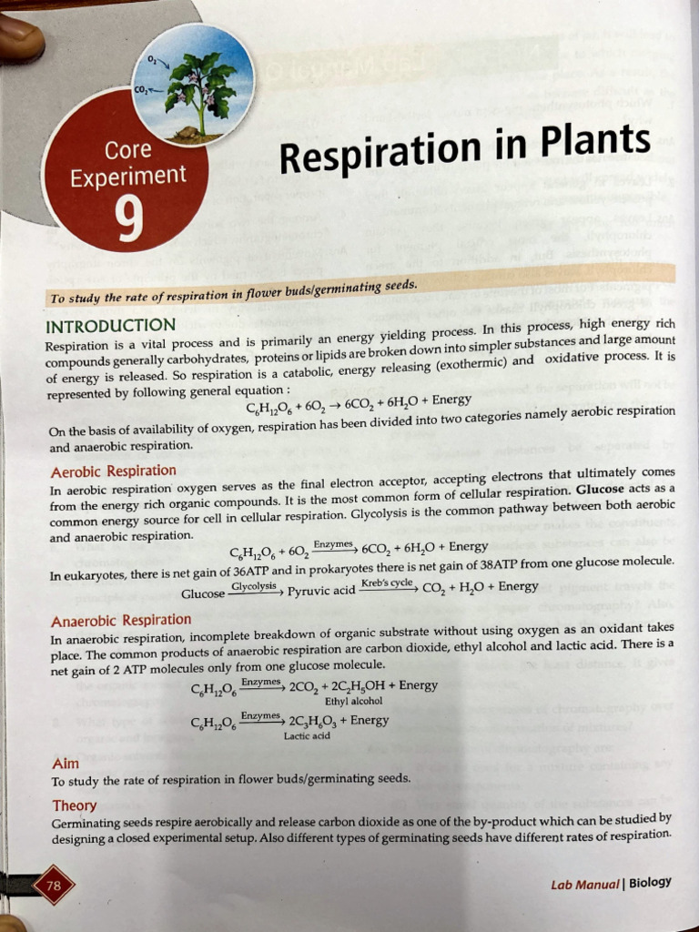 Plant Respiration Rate Experiment | PDF | Cellular Respiration | Carbon ...