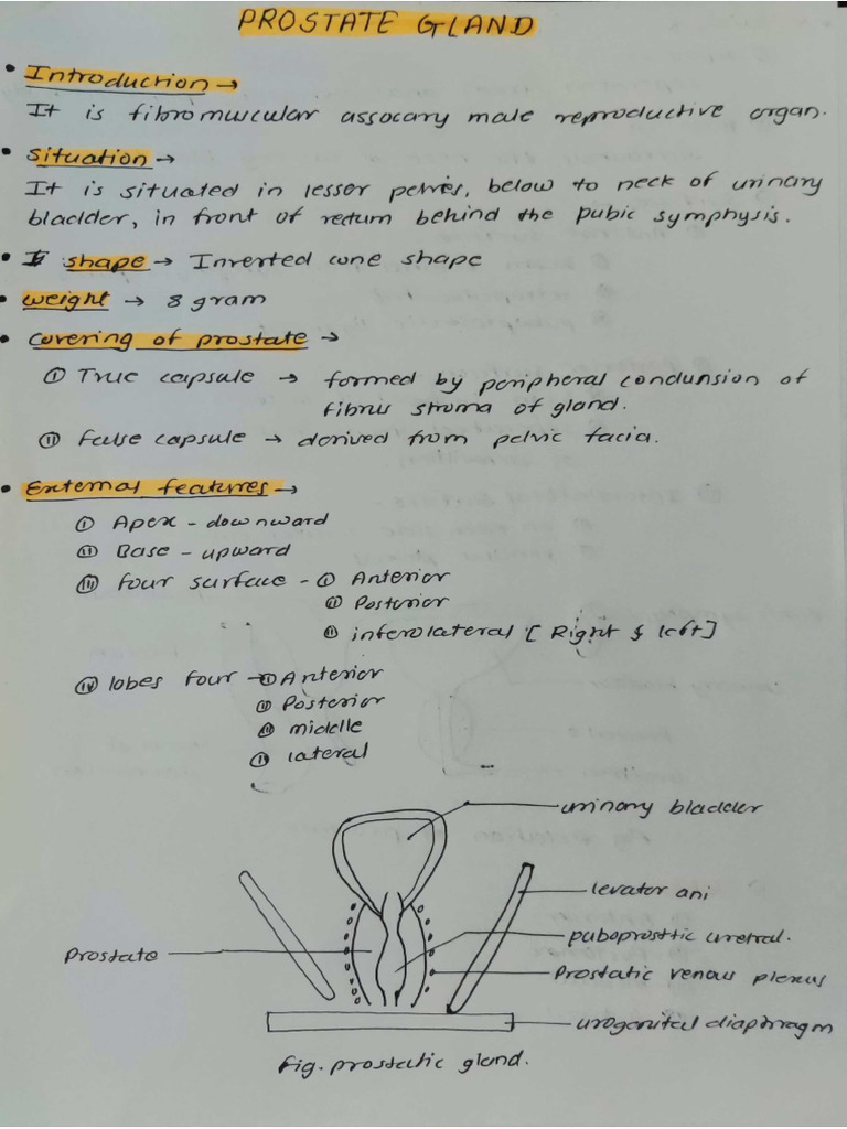 Prostate Gland LAQ 10 Marks | PDF