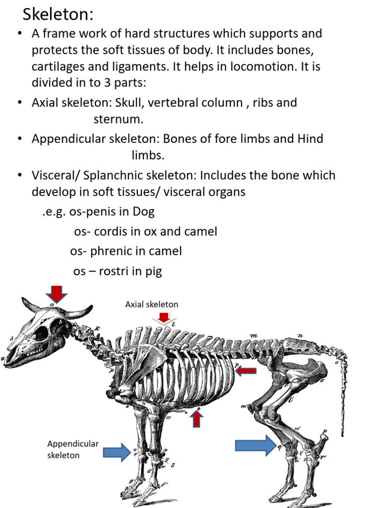 New PPT - 2 Skeleton | PDF | Bone | Skeleton