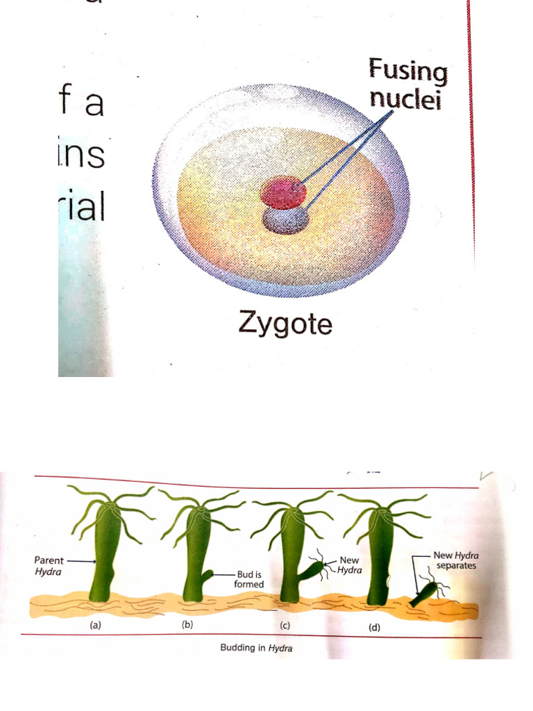 Class 8 Science | PDF