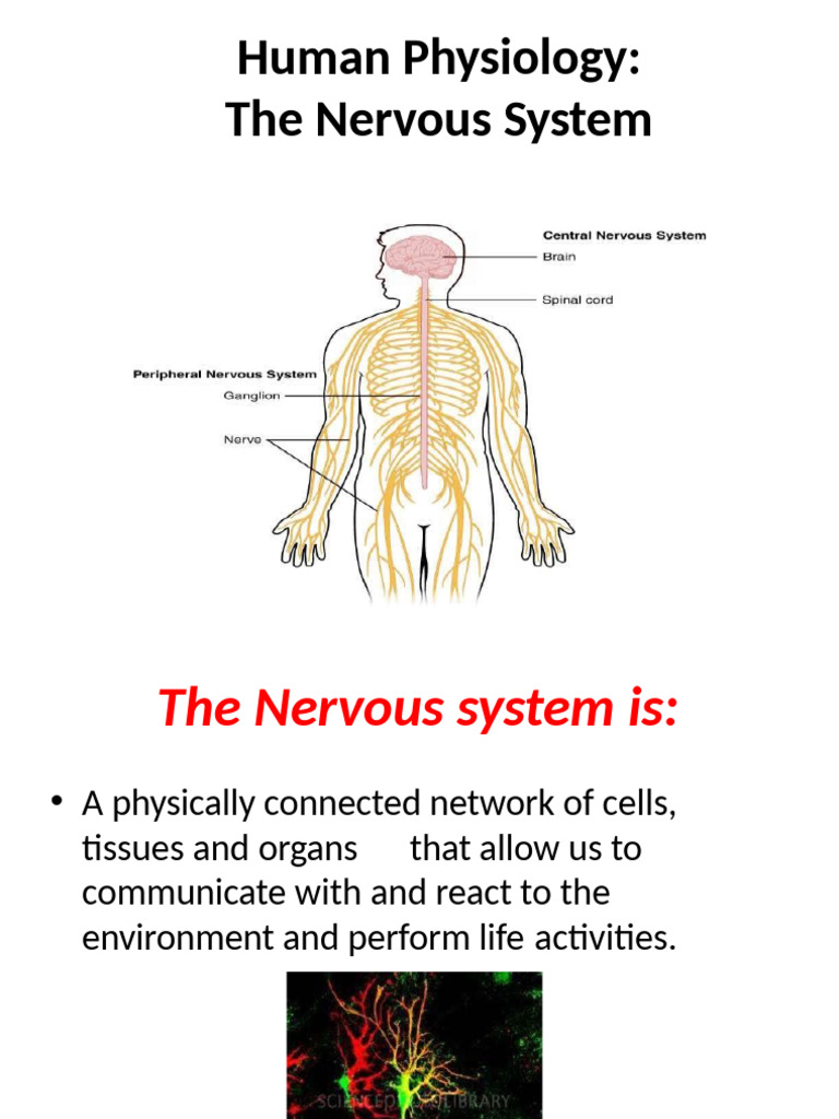 Overview of the Nervous System Functions | PDF | Nervous System | Neuron