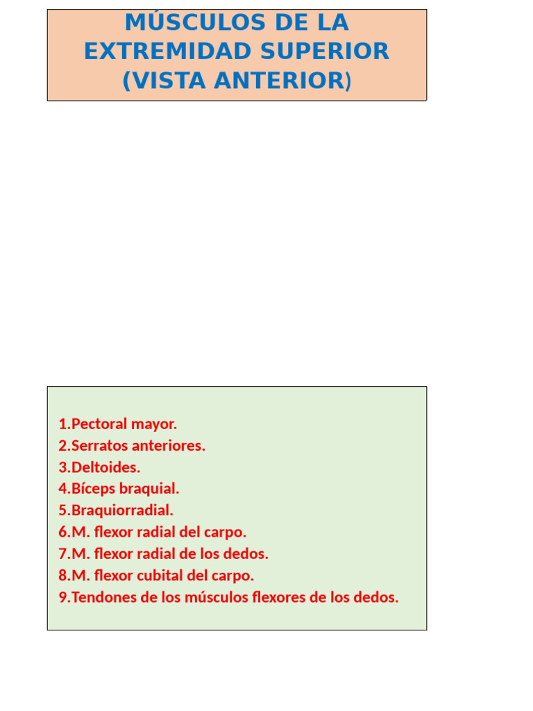 Músculos de La Extremidad Superior | PDF