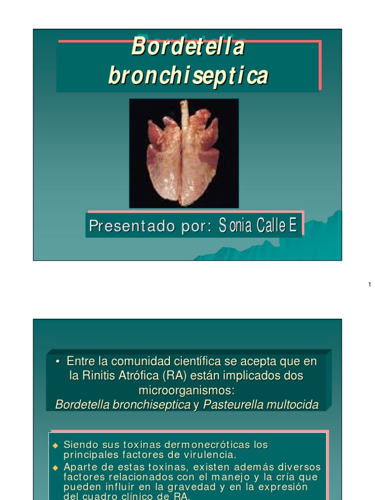 Bordetella bronchiseptica y Rinitis Atrófica | PDF | Biología ...