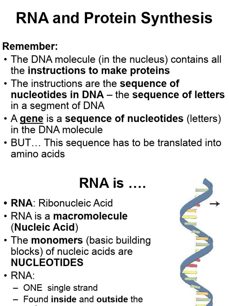 Notes RNA, Transcription, Translation, Protein Synth, Kuchli | PDF ...