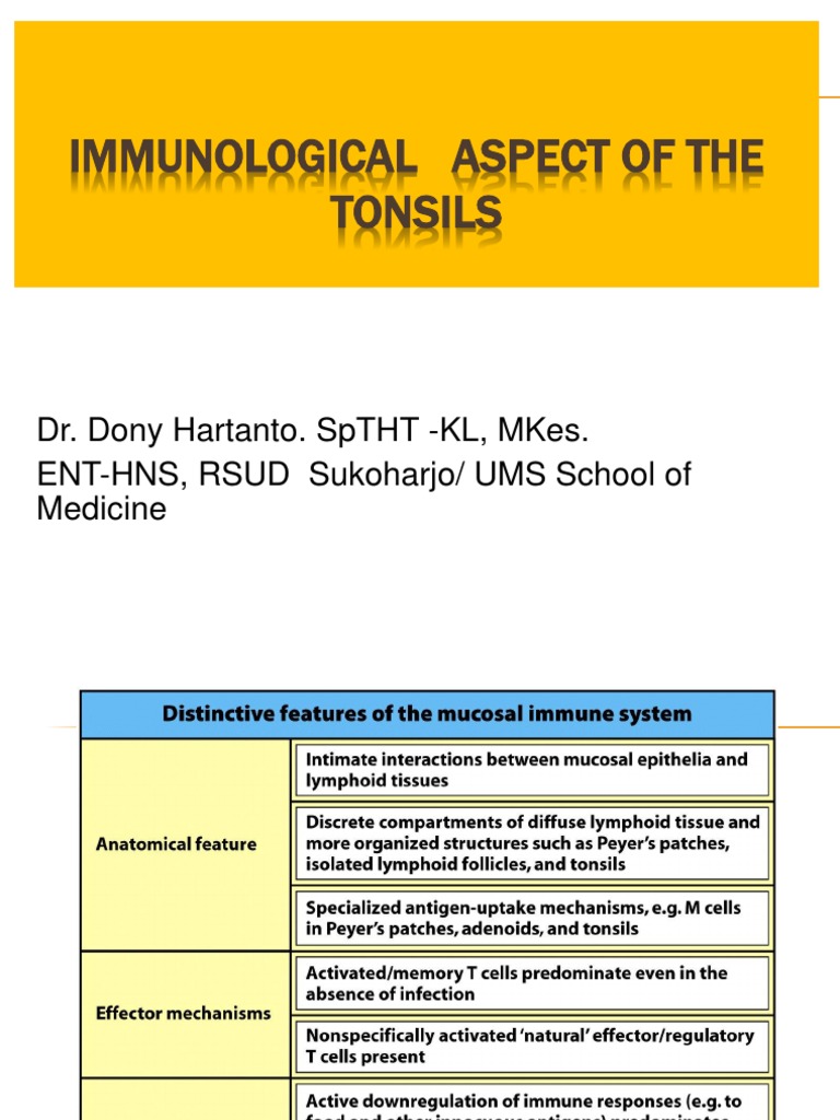 Immunological Role of Tonsils Explained | PDF | B Cell | Lymphatic System