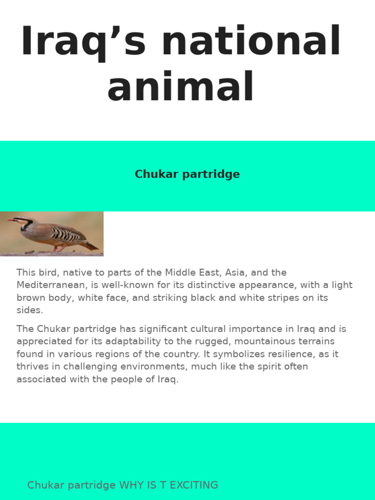 Iraq's Chukar Partridge: Cultural Symbol | PDF