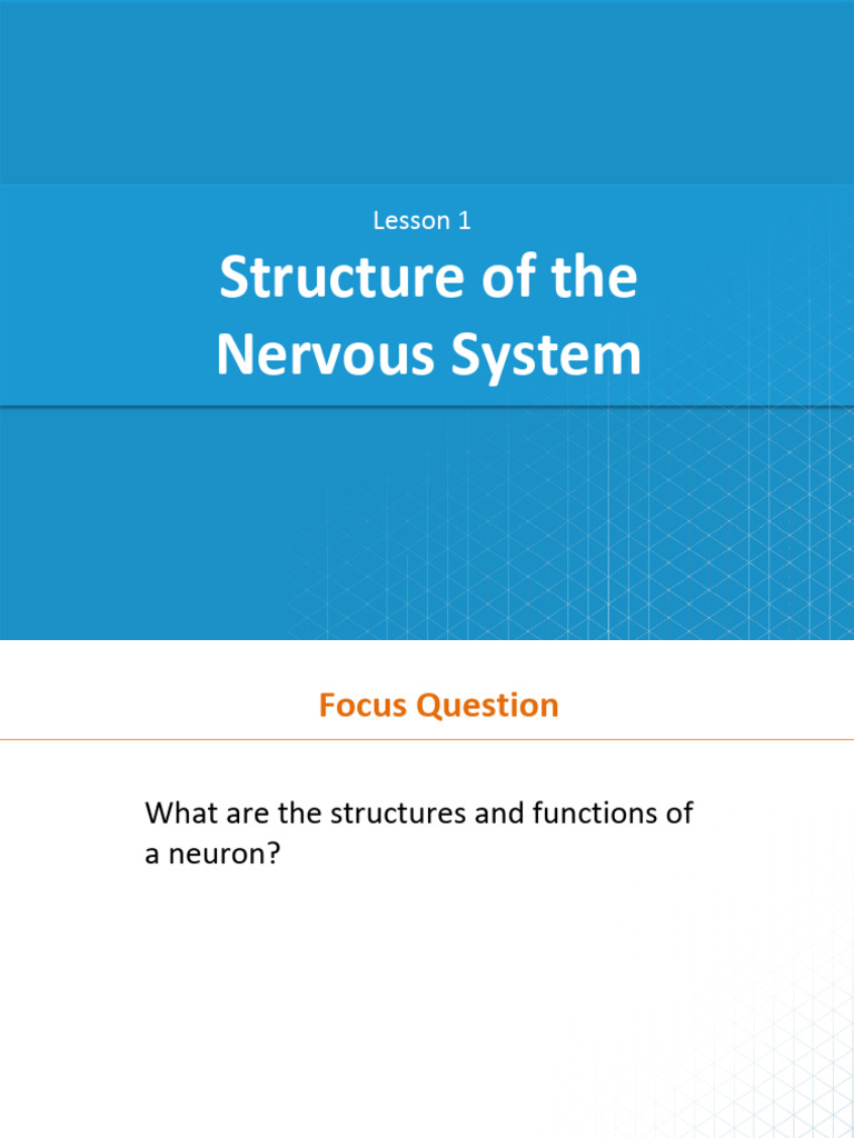 CA Lesson 01 Structure of The Nervous System | PDF | Action Potential ...