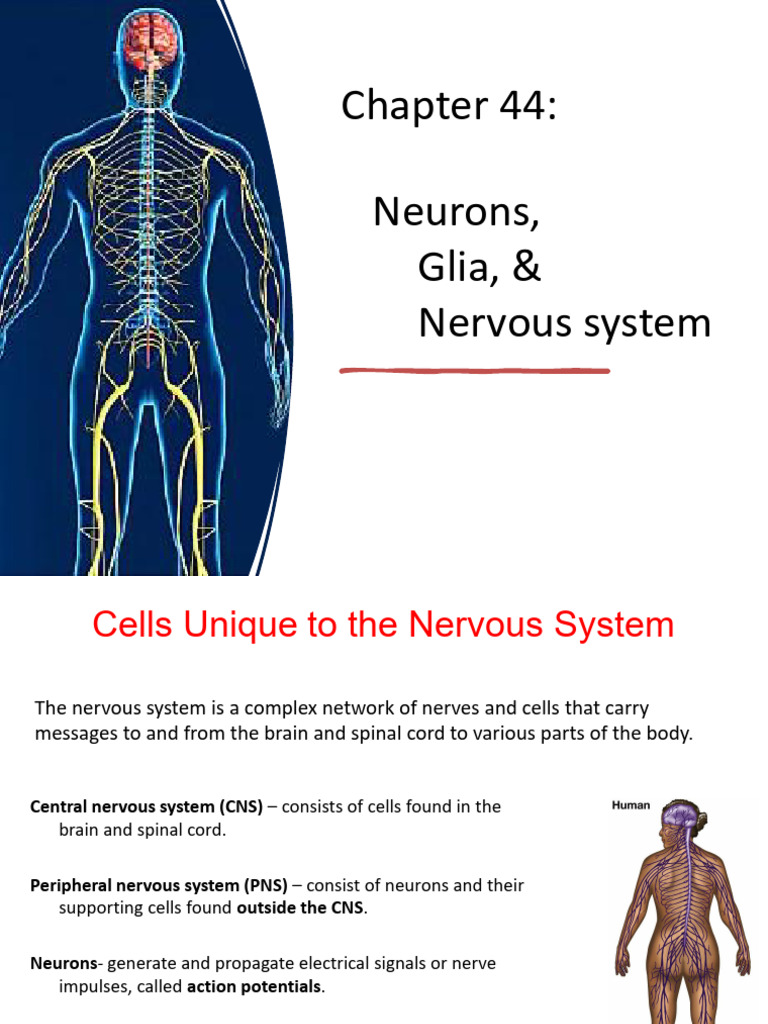 Chapter 44 NeuronsGliaStudents | PDF | Neuron | Action Potential