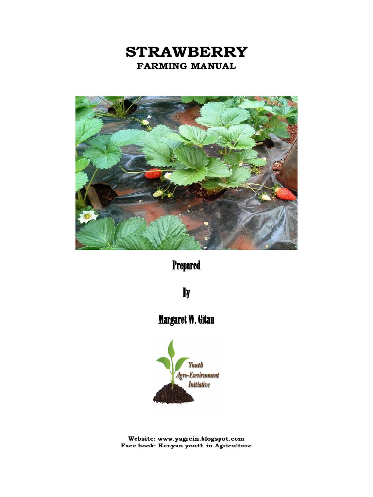 Strawberry Farming Guide for Kenya | PDF | Strawberry | Mulch
