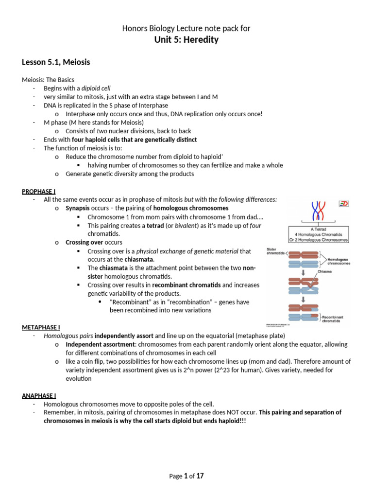 Meiosis and Mendelian Genetics Overview | PDF | Dominance (Genetics ...