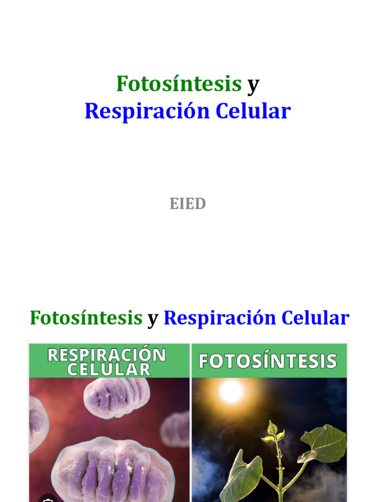 Fotosíntesis y Respiración Celular | PDF