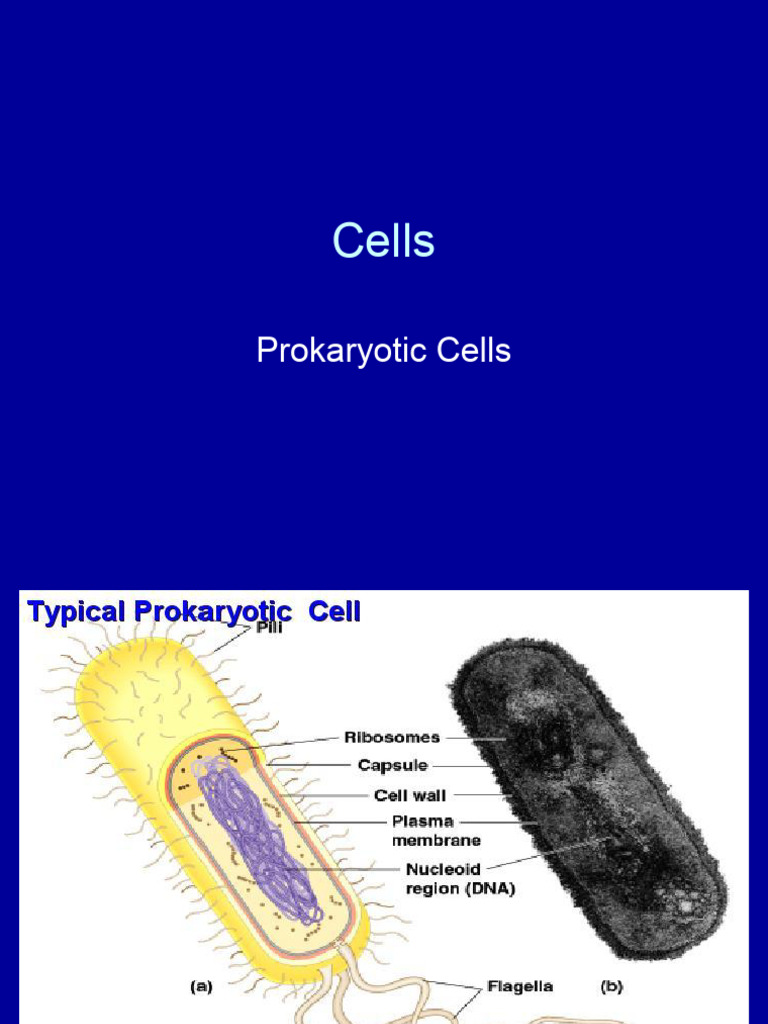 Prokaryotic vs Eukaryotic Cells Explained | PDF