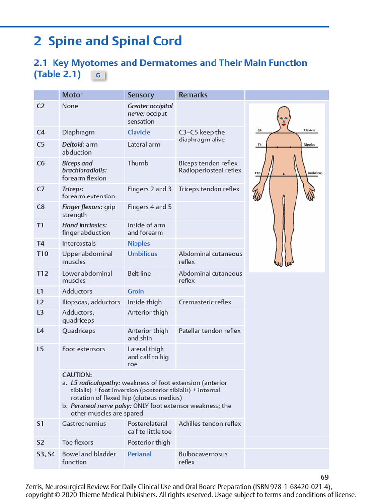 SPine | PDF | Vertebra | Anatomical Terms Of Motion