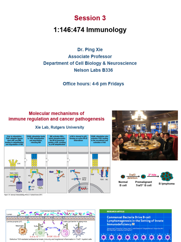 Lymphocyte Development and Immunity Overview | PDF | T Cell | Thymus