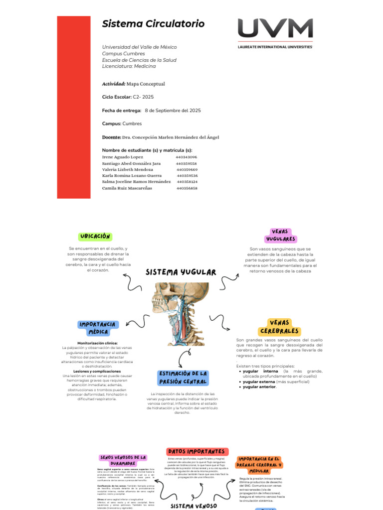Mapa Conceptual Circulatorio | PDF | Vena | Sistema circulatorio