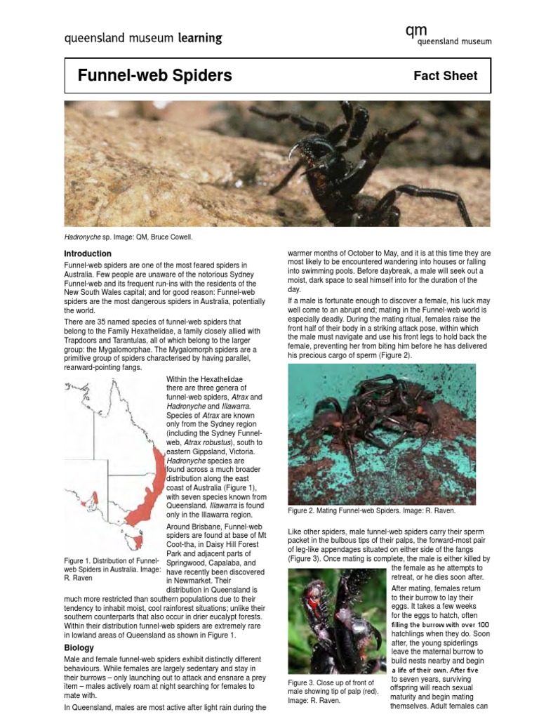 Fact Sheet Funnel Web Spiders | Spider | Nature