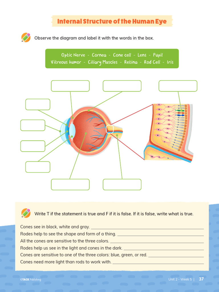 WS My Notes 5. Sense Organs - Internal Structure of The Human Eye Page ...