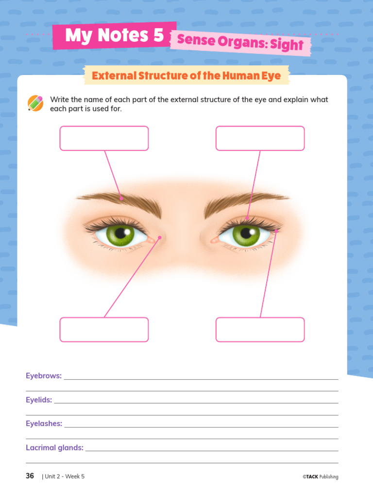 WS My Notes 5. Sense Organs - Sight External Structure of The Human Eye ...