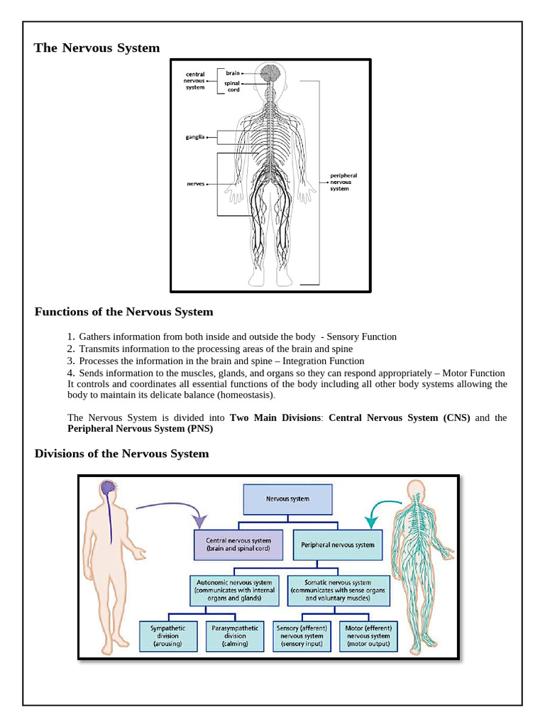 Nervous System Handout | PDF | Neuron | Spinal Cord