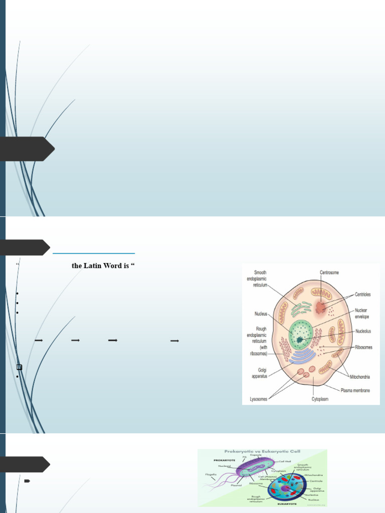 G. Cell and Cell Organenlles | PDF | Cell (Biology) | Endoplasmic Reticulum