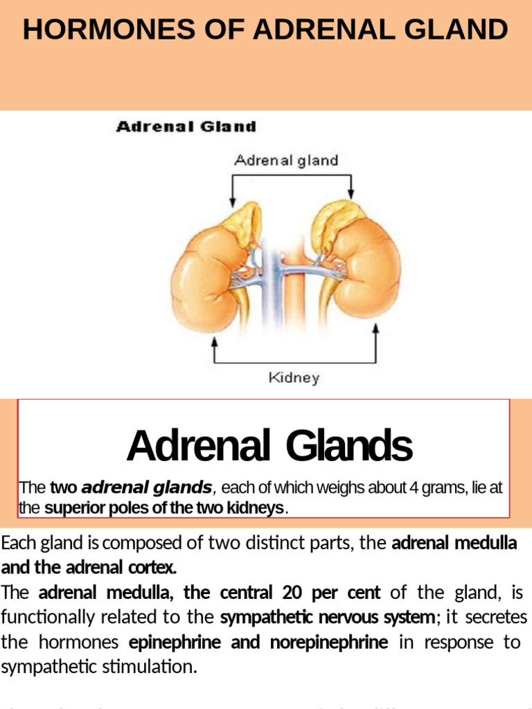 Hormones Of Adrenal Gland Pdf Adrenal Gland Cortisol