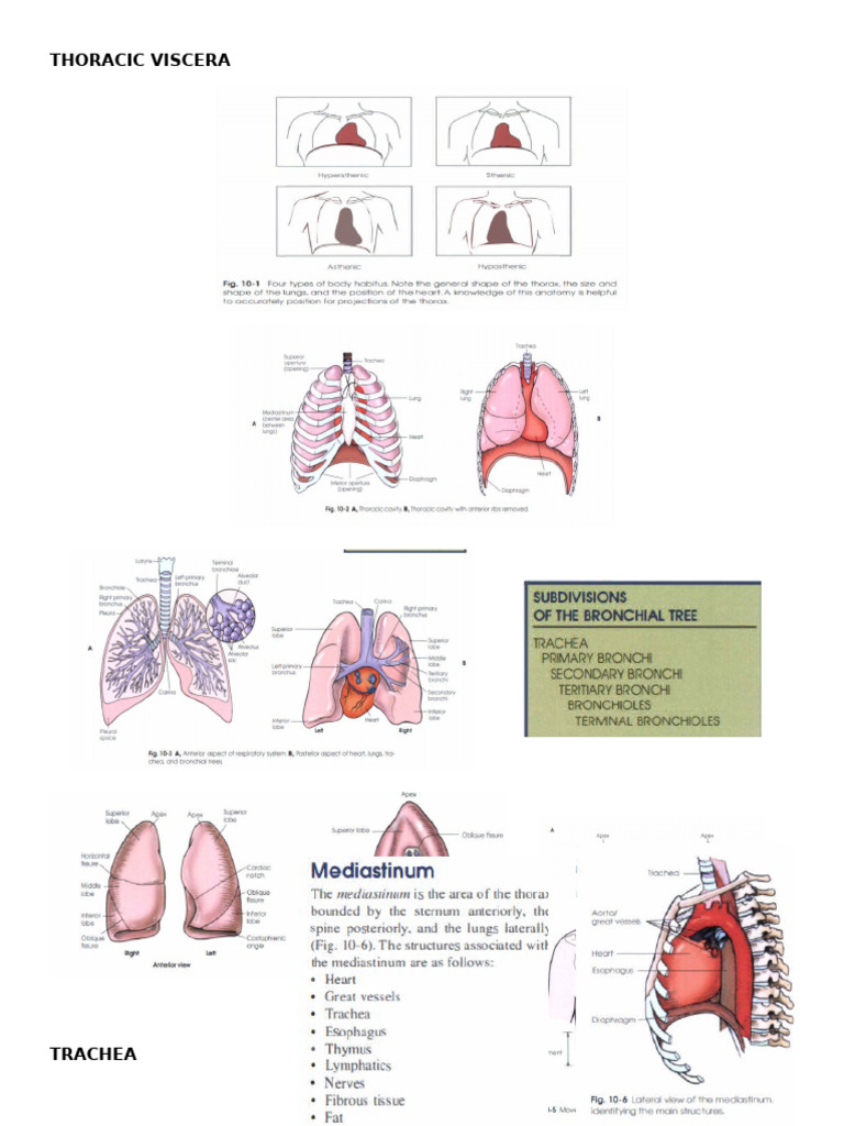 Thoracic Viscera Imaging Techniques | PDF