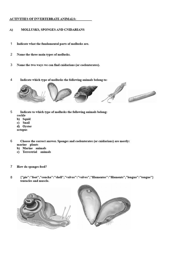 Activities ANIMALS INVERTEBRATES - Mollusks Sponges Cnidarians WORMS ...