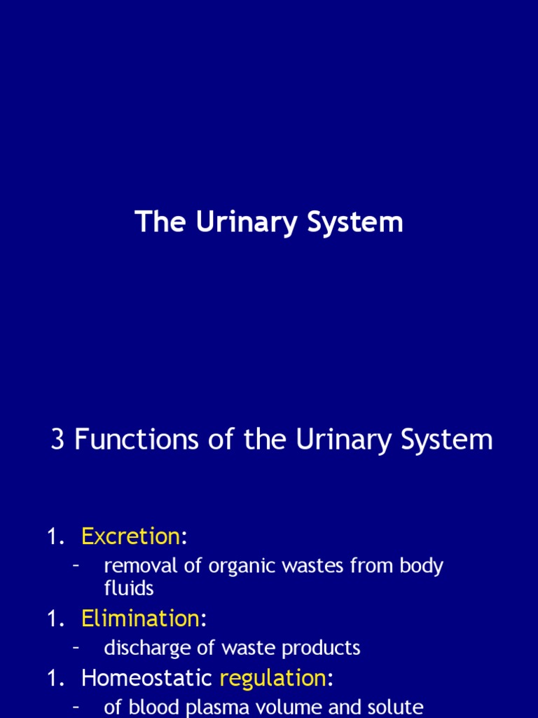 Urogenital System | PDF | Kidney | Labia