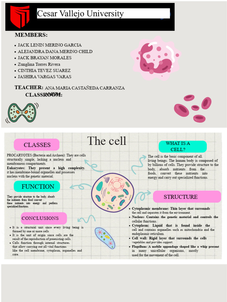 THE CELL - MIND MAP. Group 7. | PDF | Cell (Biology) | Organelle